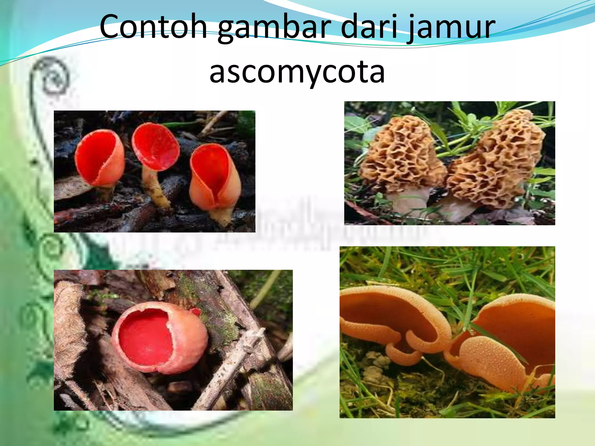 filum ascomycota | PPTX