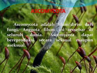 ascomycota | PPTX