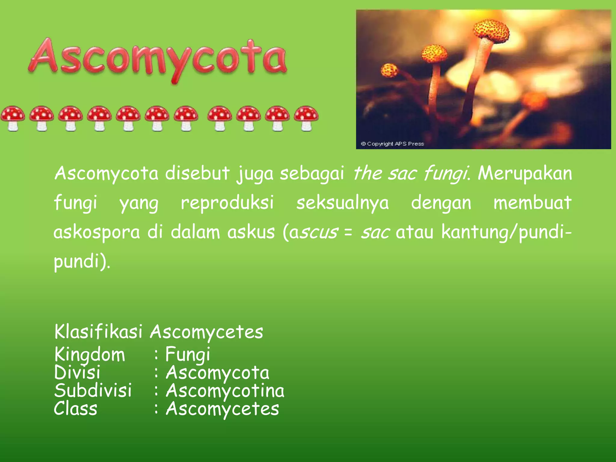 Presentasi ascomycota | PPTX