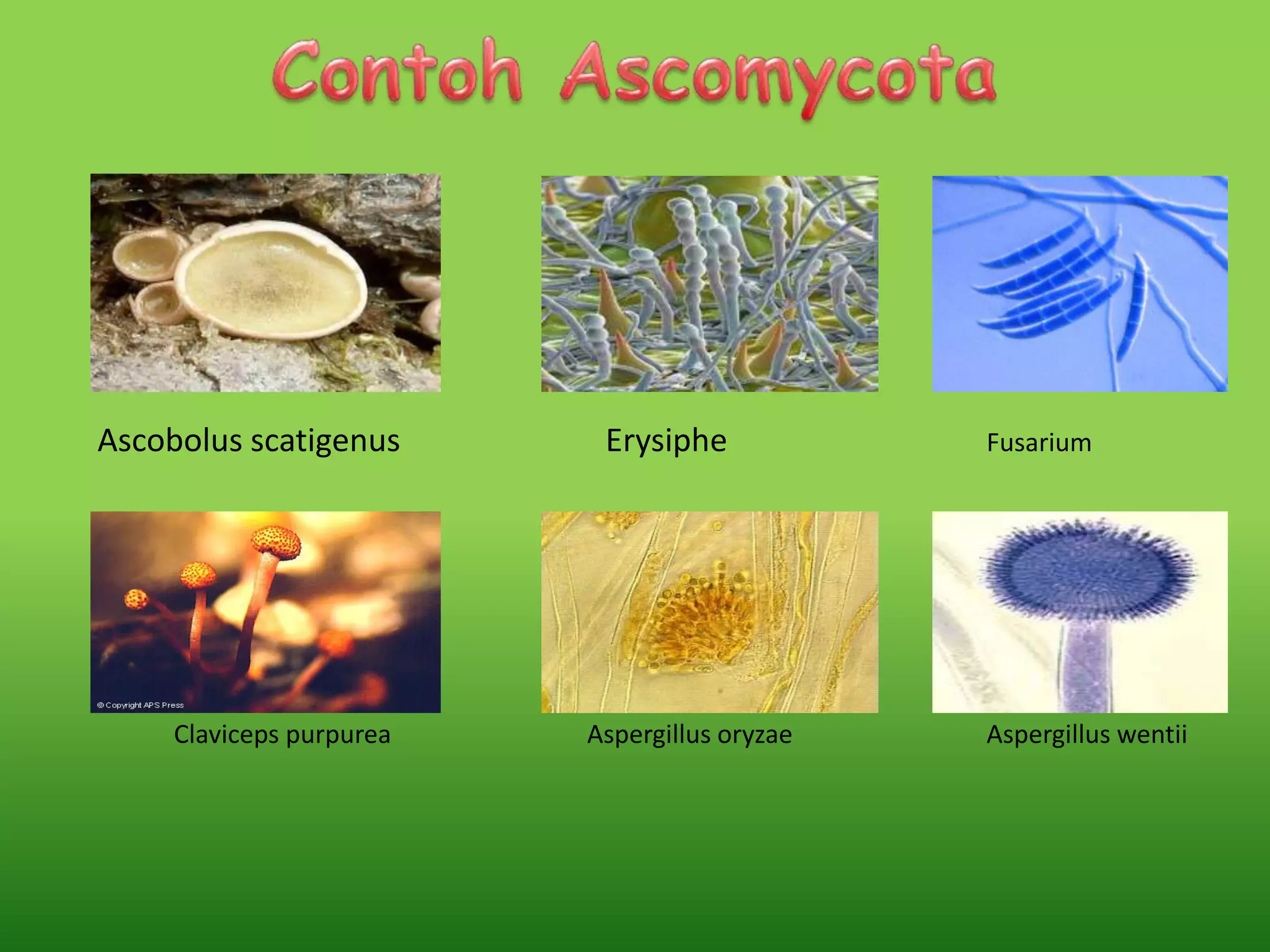 Presentasi ascomycota | PPTX