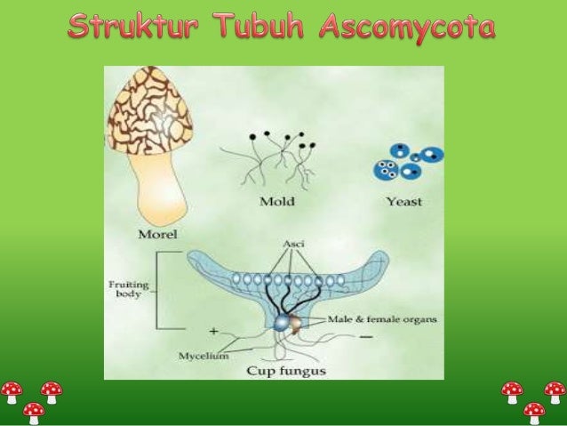 Presentasi ascomycota