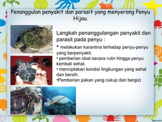 Presentasi konservasi penyu hijau. | PPT