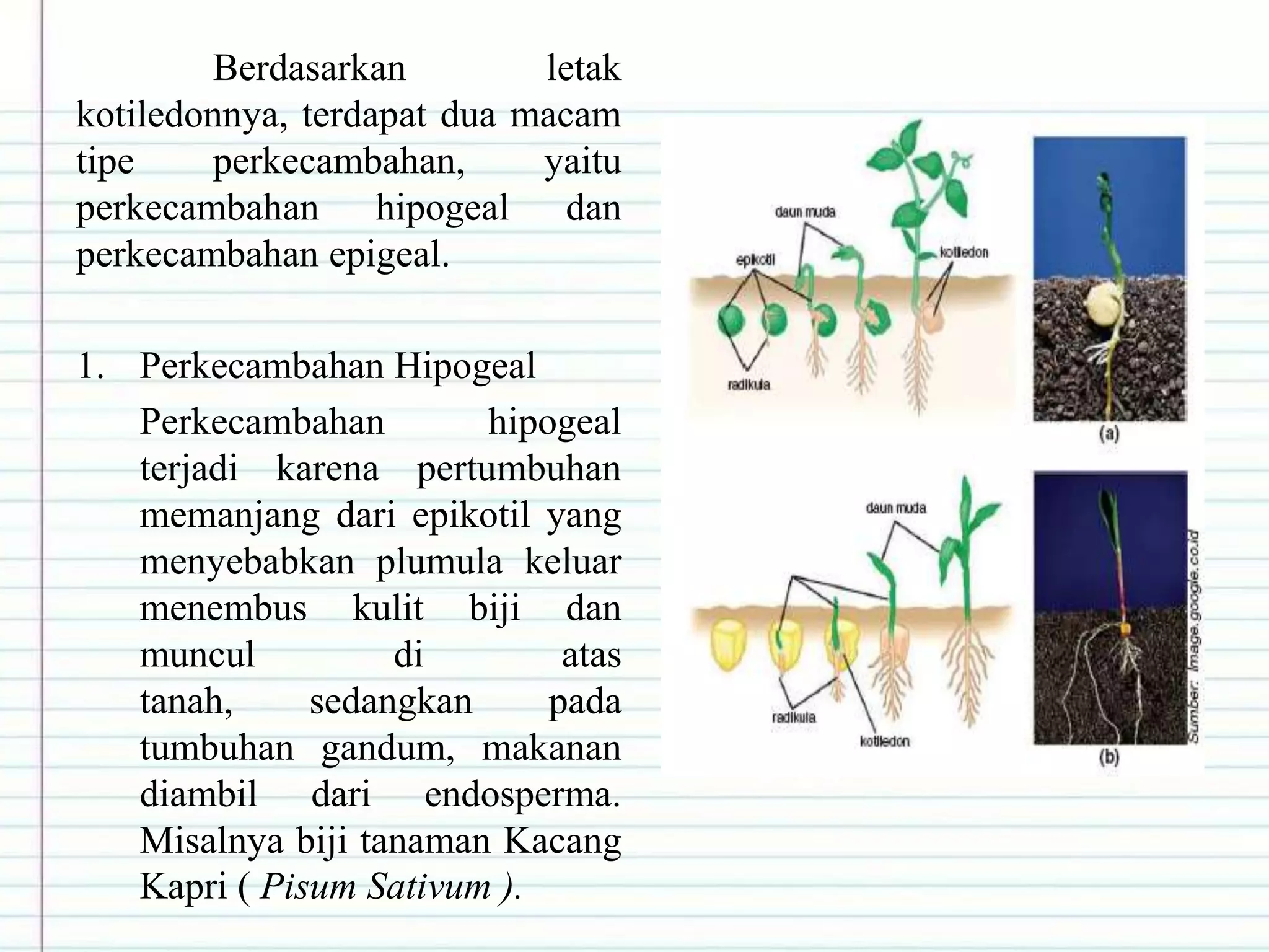 Laporan Hasil Penelitian Biologi: Pengaruh jenis media air pada ...