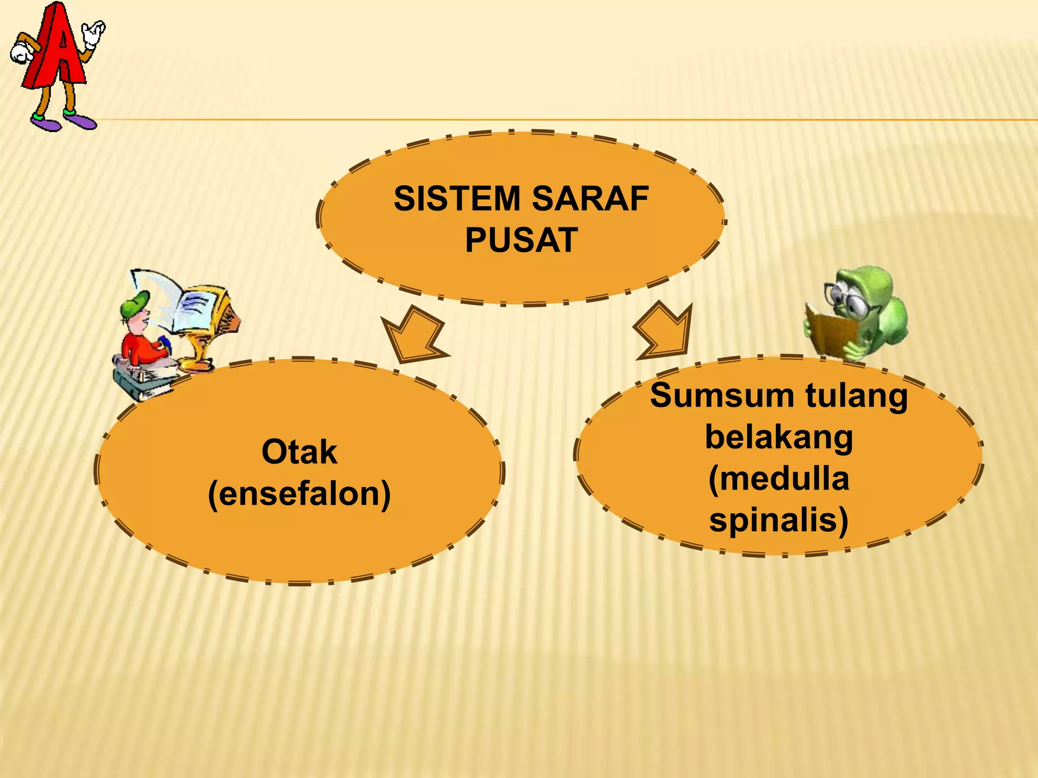 Sistem saraf pusat dan sistem saraf tepi pada manusia | PPTX