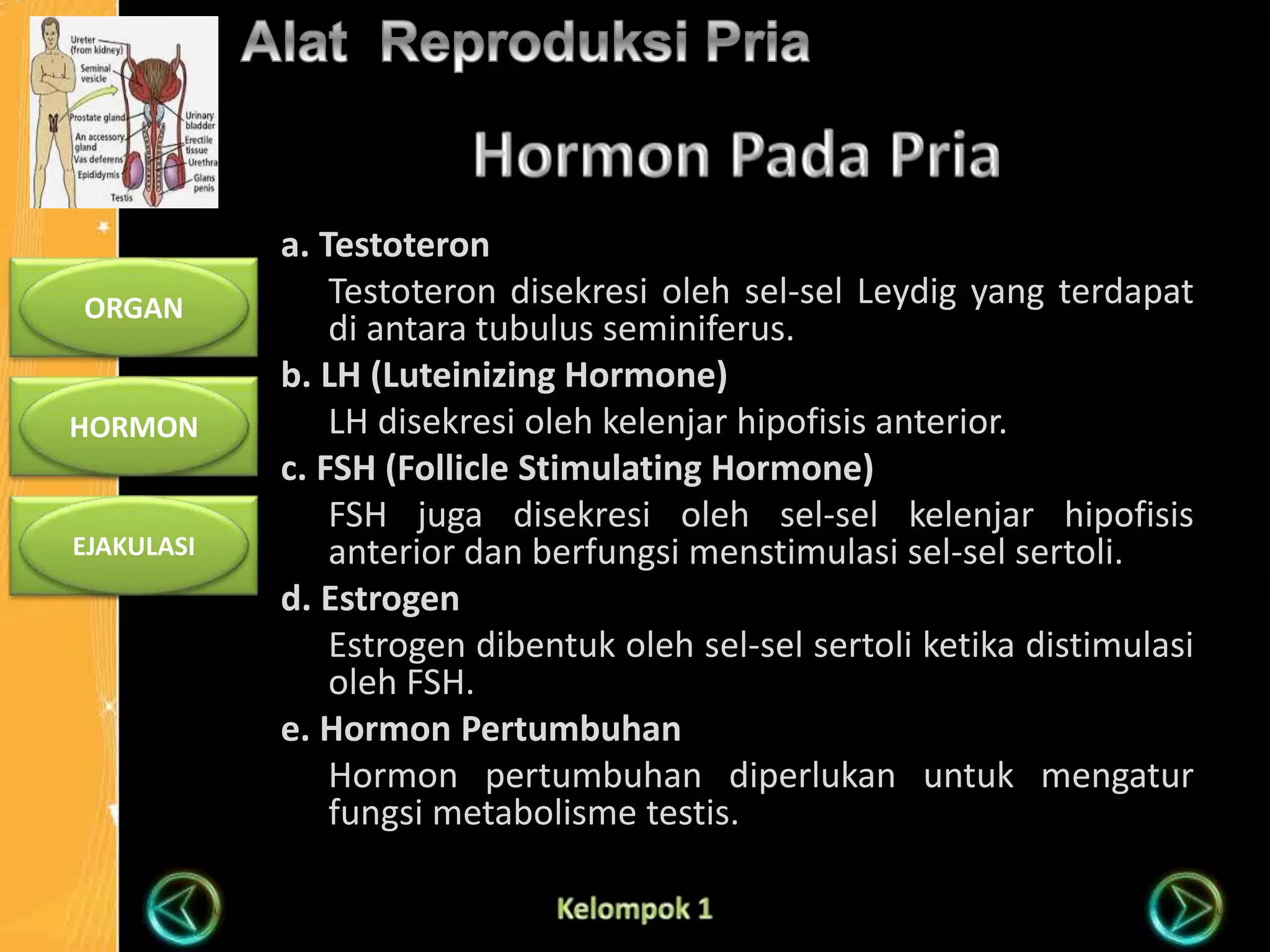 Reproduksi pria | PPTX