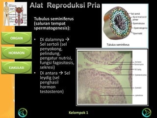 Reproduksi pria | PPTX