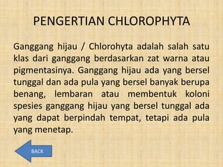 Presentasi biologi chlorophyta (2) | PPTX