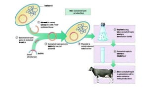 Presentasi biologi hormon bst | PPTX