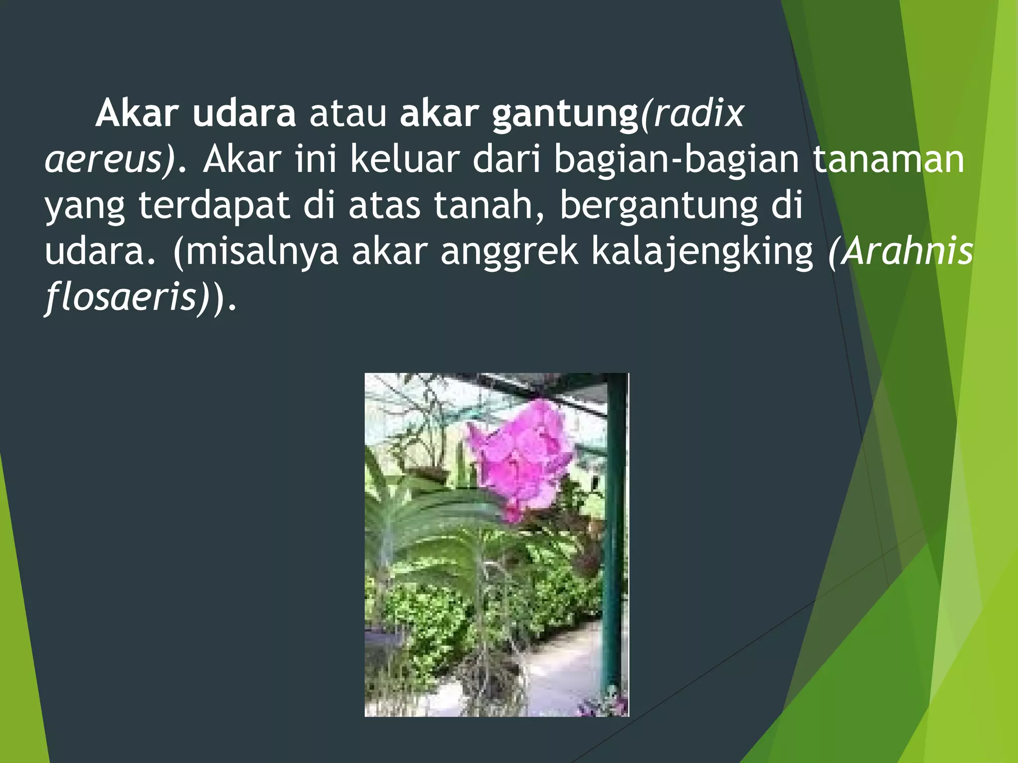 Presentasi Organ Tumbuhan Akar | PPT