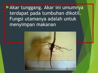 Presentasi Organ Tumbuhan Akar | PPT