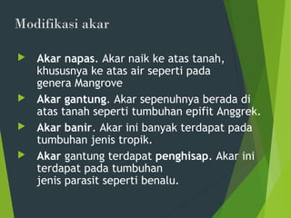 Presentasi Organ Tumbuhan Akar | PPT