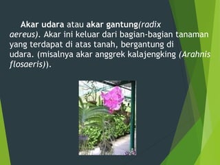 Presentasi Organ Tumbuhan Akar | PPT