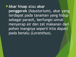 Presentasi Organ Tumbuhan Akar | PPT
