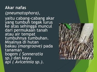 Presentasi Organ Tumbuhan Akar | PPT