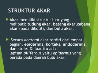Presentasi Organ Tumbuhan Akar | PPT