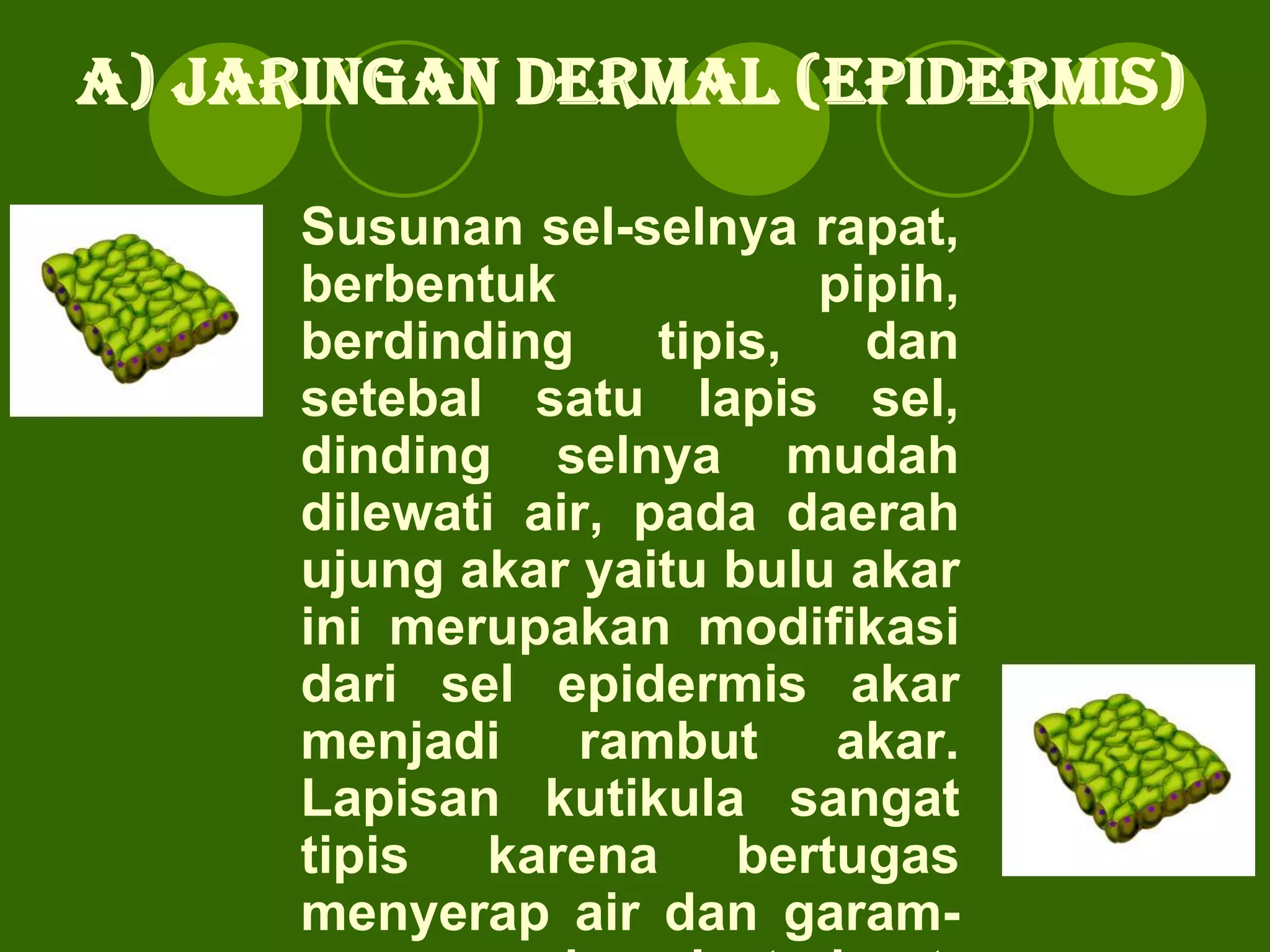 Menggambarkan dan Menjelaskan Struktur Akar Batang dan Daun | PPTX