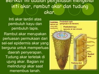 Menggambarkan dan Menjelaskan Struktur Akar Batang dan Daun | PPTX