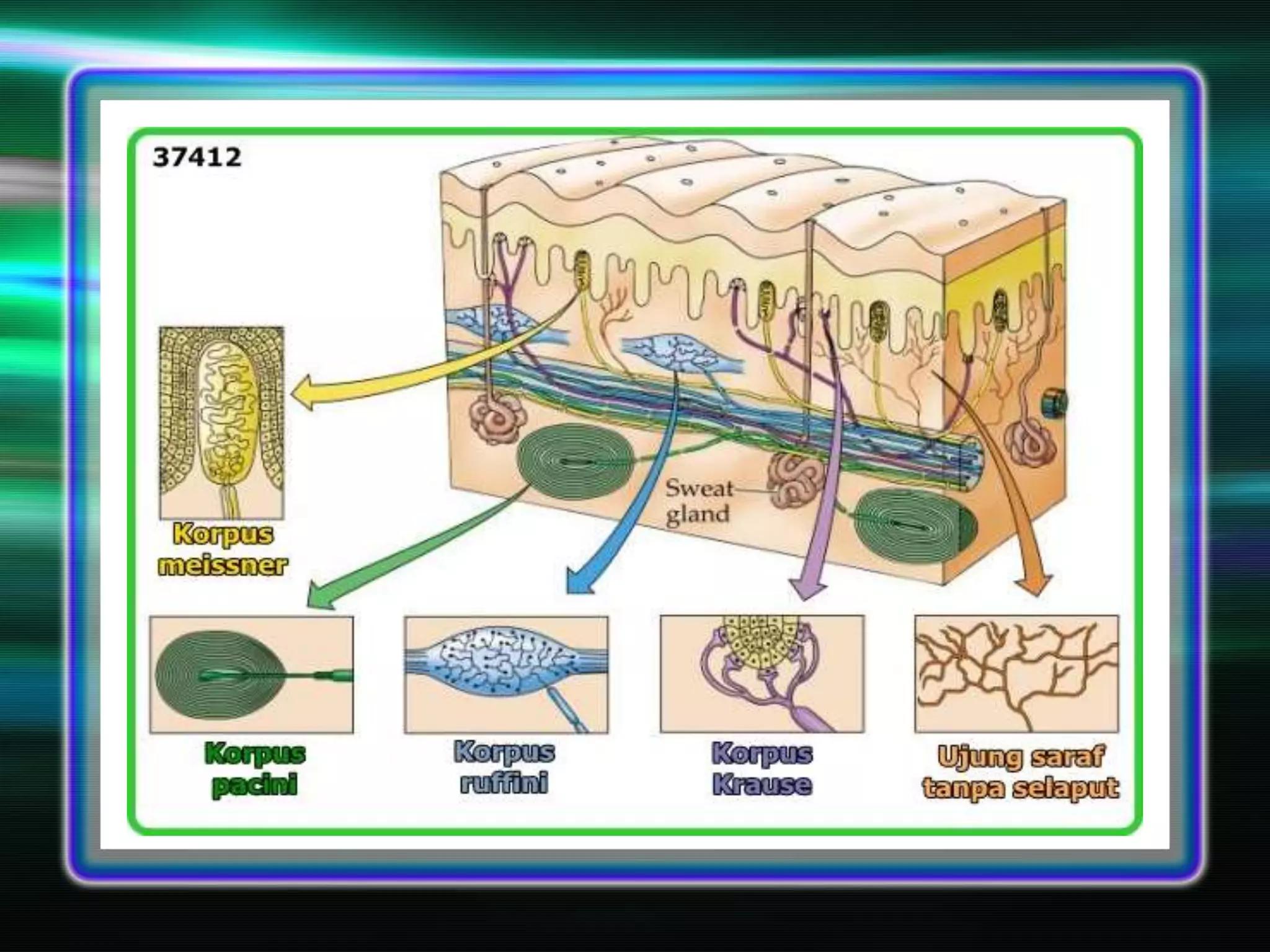 Presentasi Alat Indra peraba dan Indra pendengar Kelas xi ipa 2 | PPTX