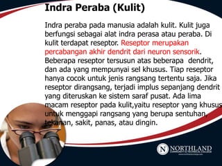 Presentasi Alat Indra peraba dan Indra pendengar Kelas xi ipa 2 | PPT