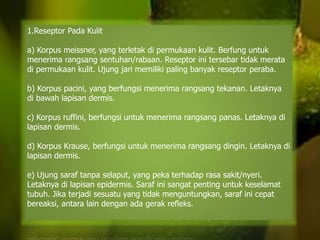 Presentasi Alat Indra peraba dan Indra pendengar Kelas xi ipa 2 | PPT