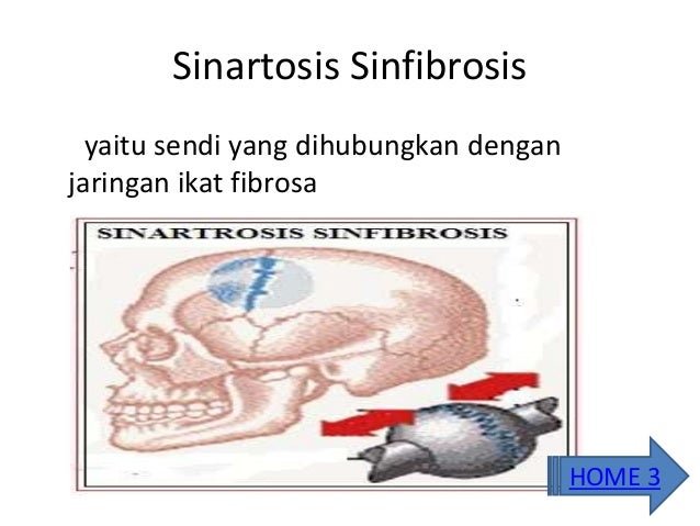 Tulang dan Persendian