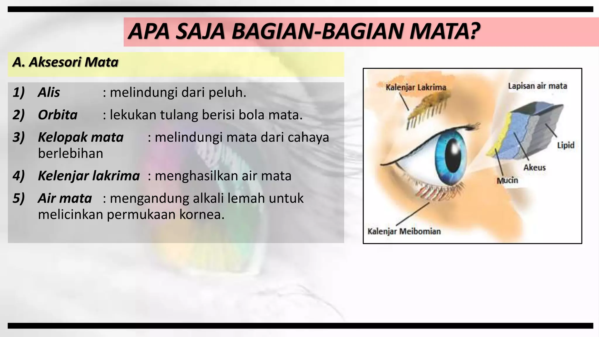 Biologi : ALAT INDERA MANUSIA (MATA) | PPTX