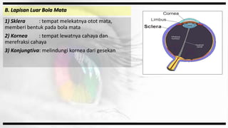 Biologi : ALAT INDERA MANUSIA (MATA) | PPTX