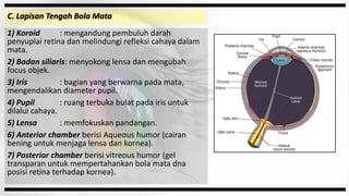 Biologi : ALAT INDERA MANUSIA (MATA) | PPTX