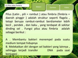 Presentasi biologi struktur bakteri | PPTX