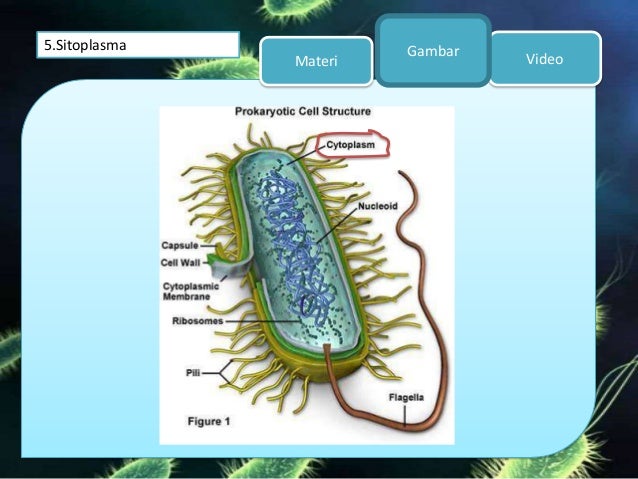 Presentasi biologi struktur bakteri