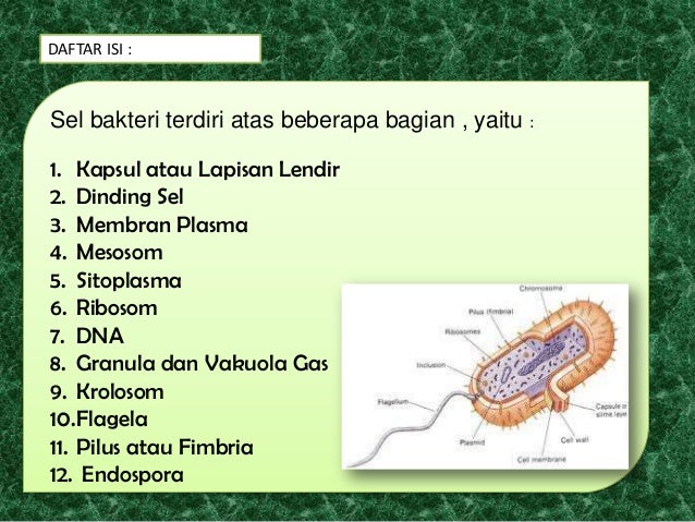 Presentasi biologi struktur bakteri