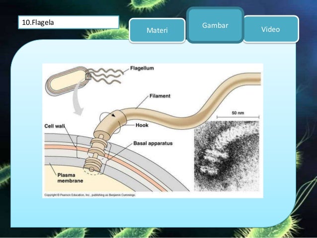 Presentasi biologi struktur bakteri