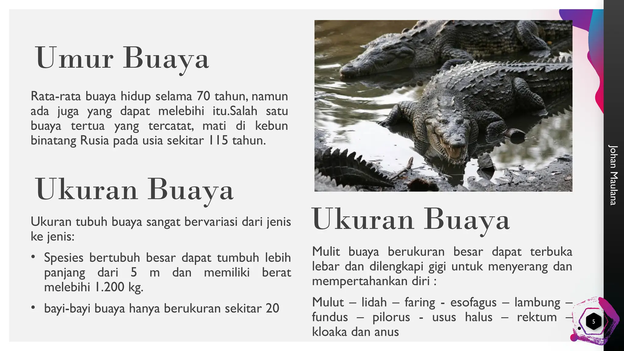 Presentasi buaya yang berada di suatu perairan | PPTX