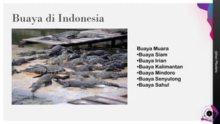 Presentasi buaya yang berada di suatu perairan | PPTX