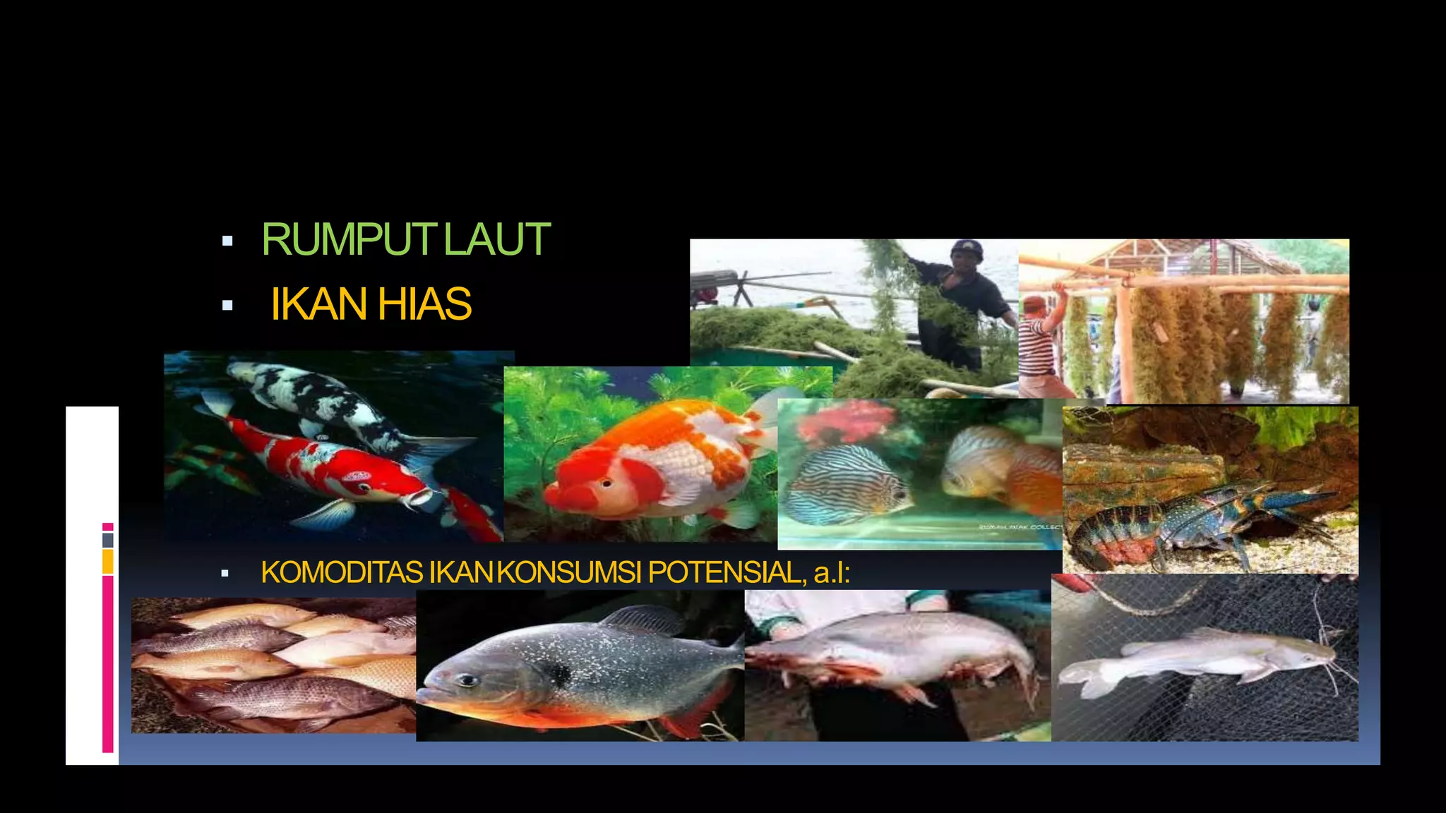 Presentasi budidaya ikan lele | PPTX