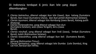Presentasi budidaya ikan lele | PPTX