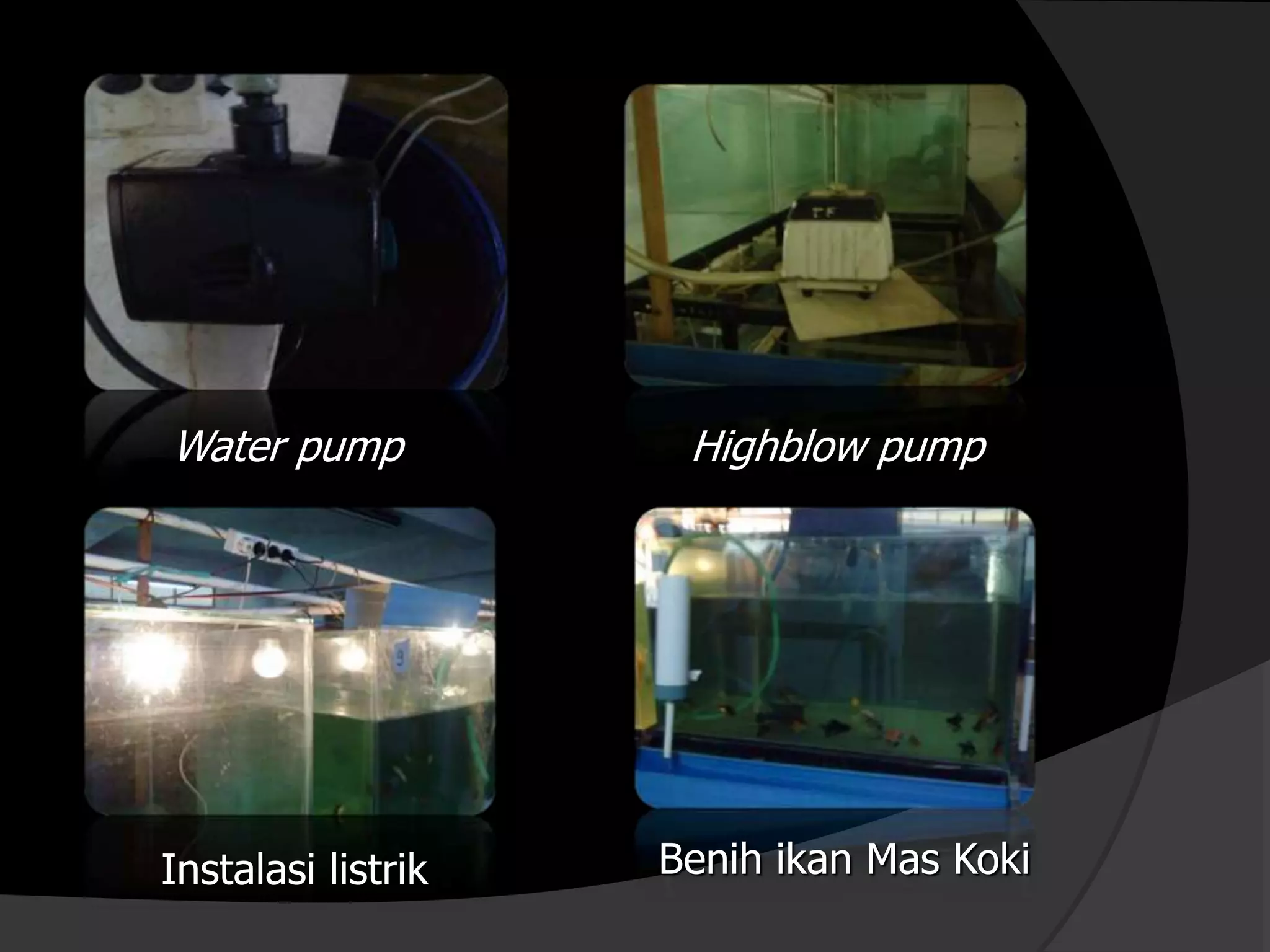 PRESENTASI Budidaya Ikan mas 2.ppt