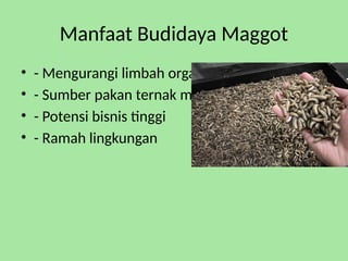 Presentasi_Budidaya_Maggot_VisualLengkap.pptx