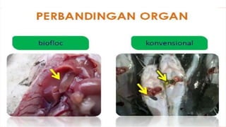 Presentasi Budidaya Sistem Bioflok.pptx