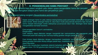 PRESENTASI CENGKEH FIX.pptx