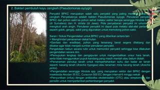 PRESENTASI CENGKEH FIX.pptx