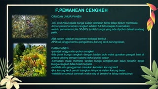 PRESENTASI CENGKEH FIX.pptx