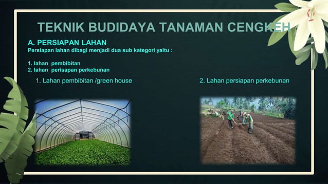 PRESENTASI CENGKEH FIX.pptx