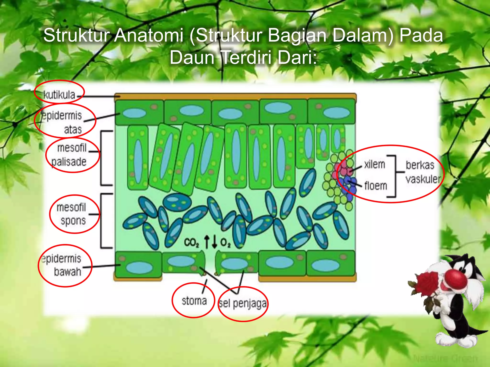 Struktur dan Fungsi Jaringan Pada Daun | PPTX