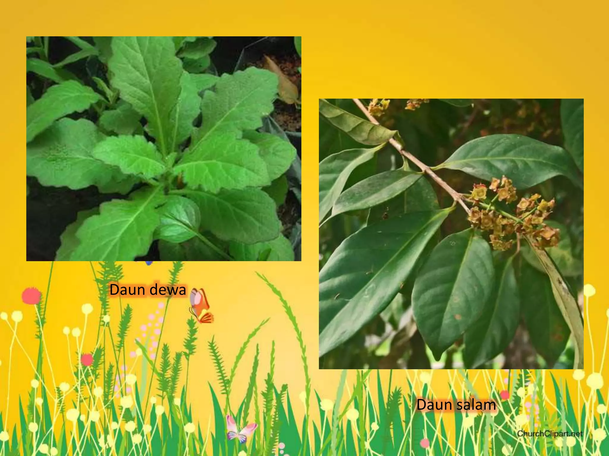 Struktur dan Fungsi Jaringan Pada Daun | PPTX