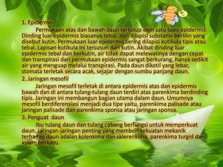 Struktur dan Fungsi Jaringan Pada Daun | PPTX