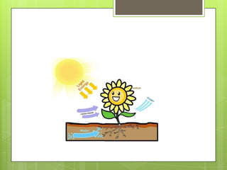 Presentasi daur oksigen | PPTX