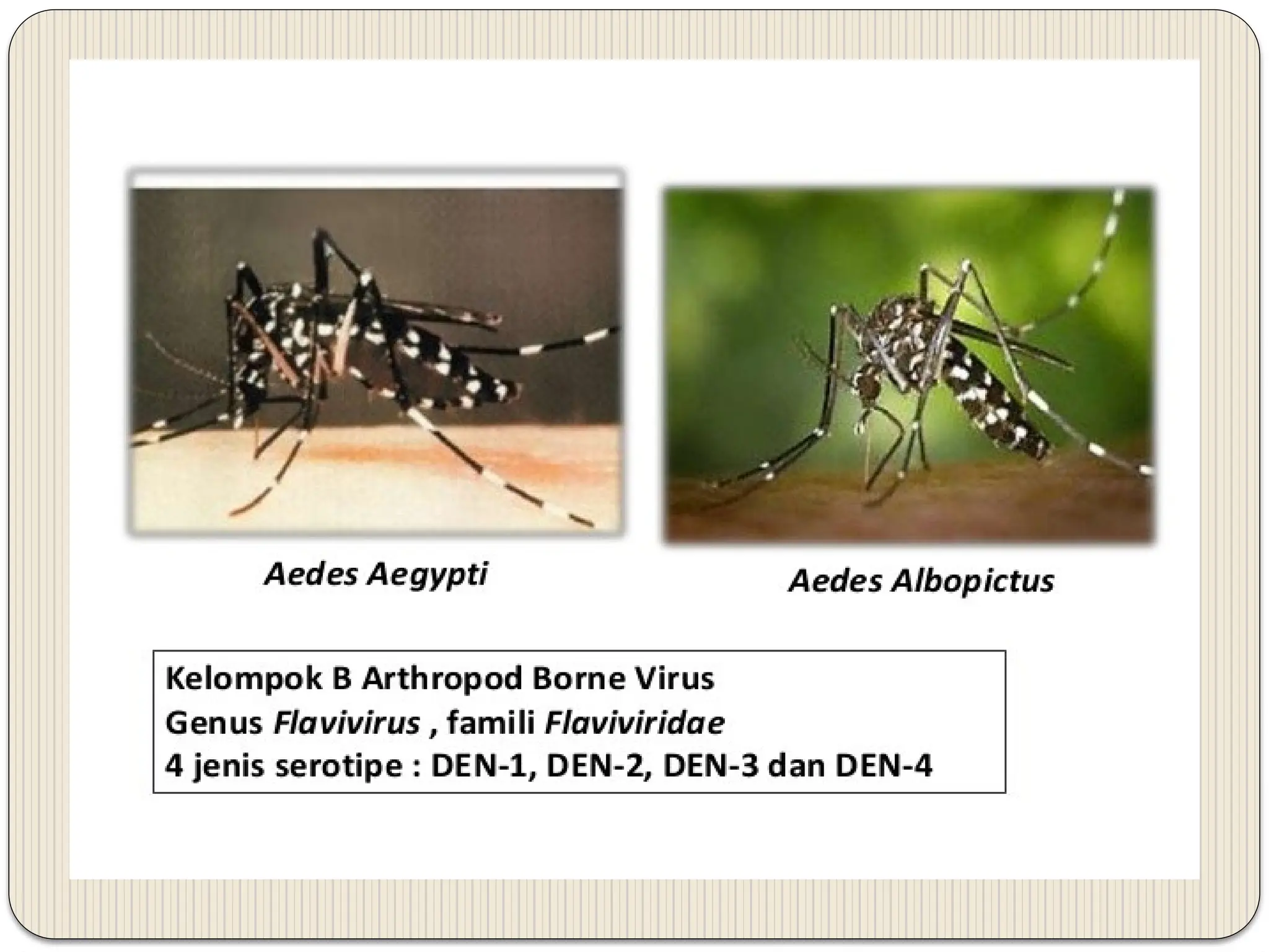 presentasi tentang DBD (Demam Berdarah Dengue).pptx
