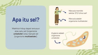 Presentasi Edukasi Menjelajahi Sel Secara Detail Gambaran Tangan Gaya ...