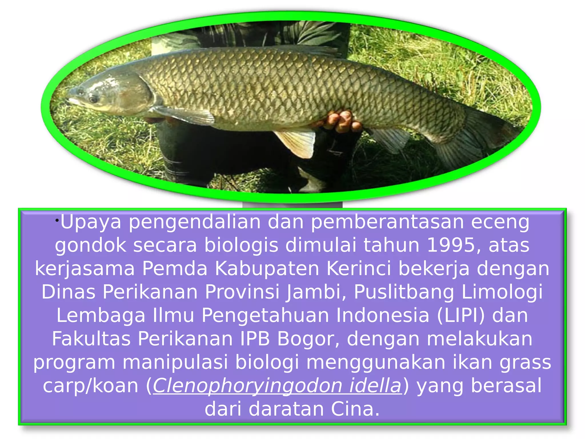 Presentasi enceng gondok_wakil_bupati_kerinci | PDF